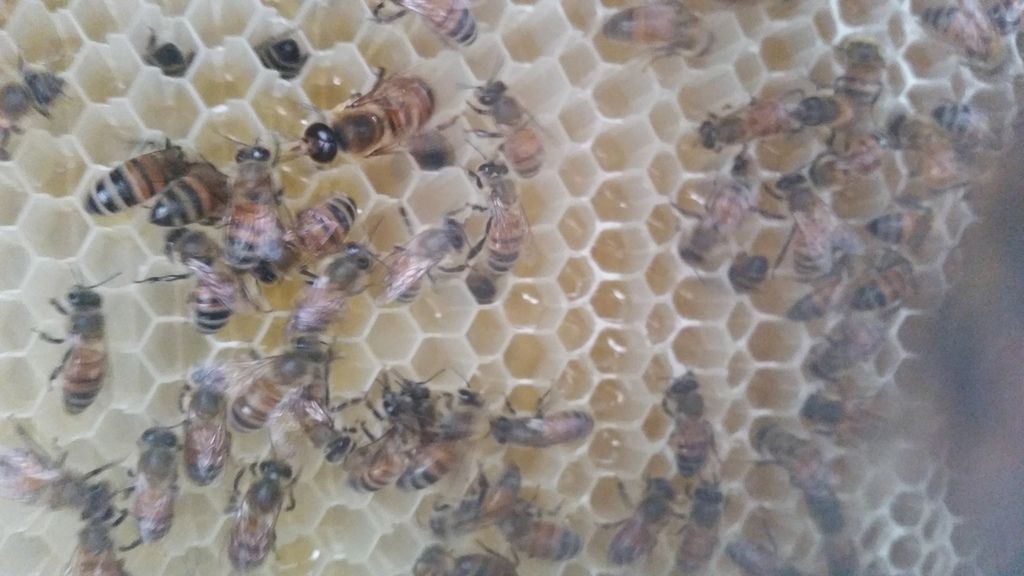 A few pics from Flow Hive I'm hosting | Beesource Beekeeping Forums